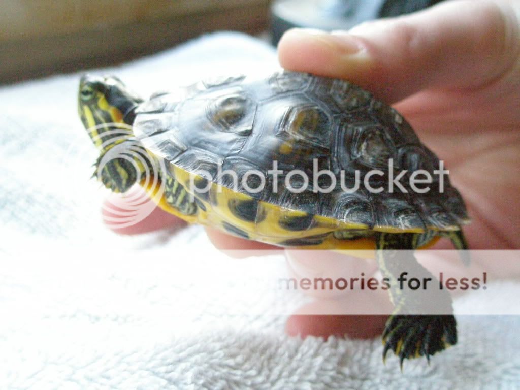 Bumpy shell... should I be worried? - Big Pond - Turtle Forum