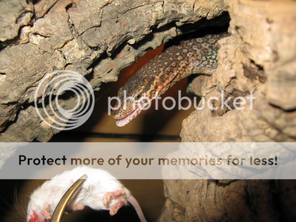 Baby timor monitor won't eat | Reptile Forums