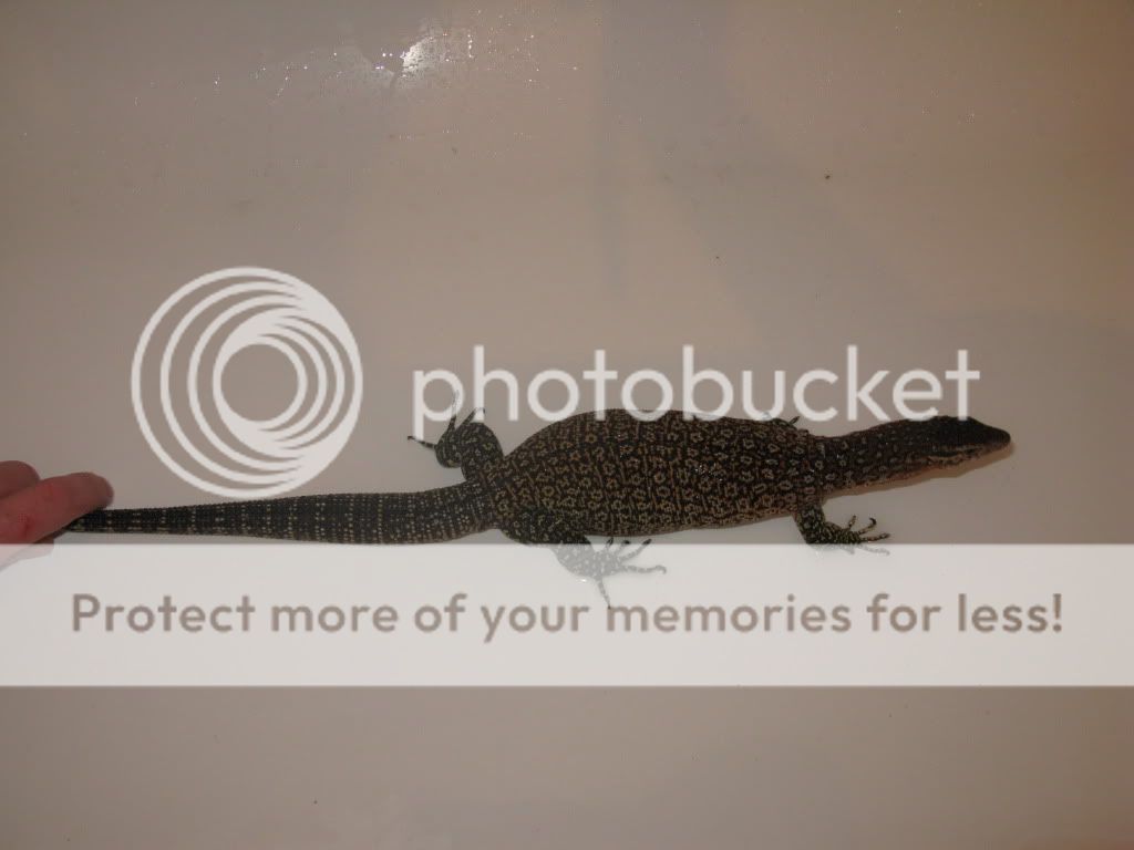 E Midlands - Peacock Monitors- Proven Breeding Pair For Sale. | Reptile ...
