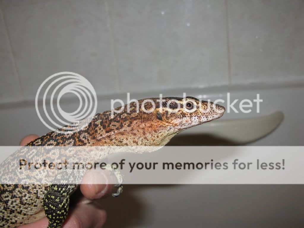 Varanus Auffenbergi (Peacock monitors) | Reptile Forums