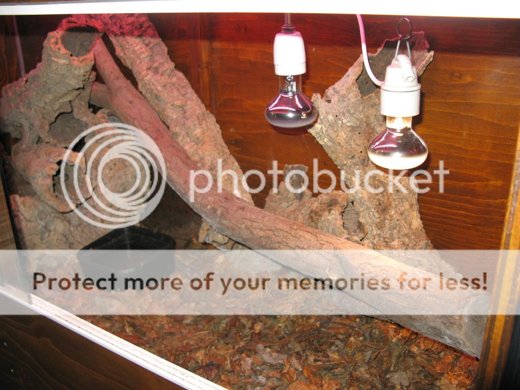 Baby timor monitor won't eat | Reptile Forums