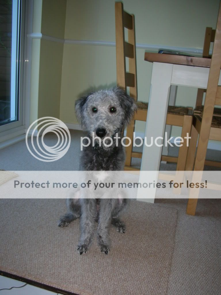 Finlay since the dreaded haircut!! | Dog Forum