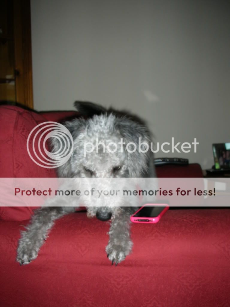 Finlay since the dreaded haircut!! | Dog Forum