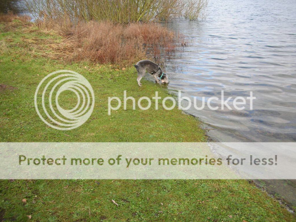 Finlay since the dreaded haircut!! | Dog Forum