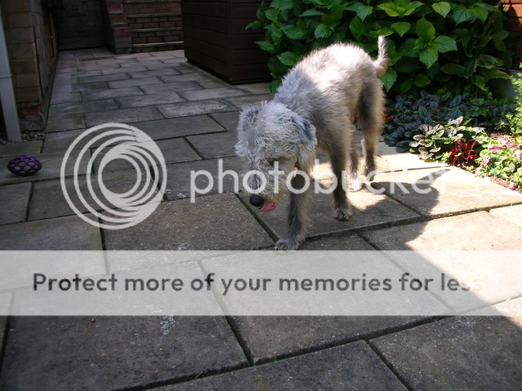 Finlay as he approaches his first birthday :) | Dog Forum