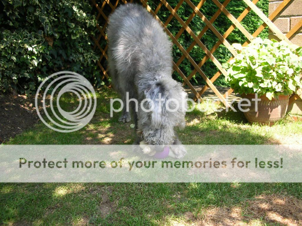 Finlay as he approaches his first birthday :) | Dog Forum