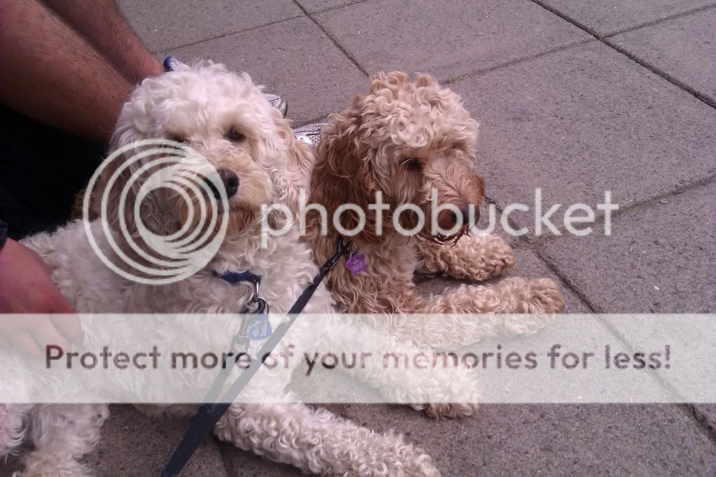 Then and Now | I Love My Cockapoo Forums