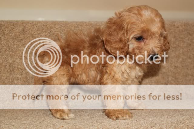 Then and Now | I Love My Cockapoo Forums
