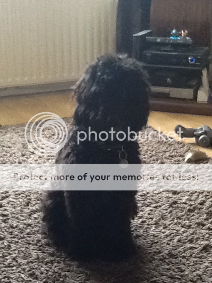 Does anyone have a smooth or flat coat cockapoo? | I Love My Cockapoo ...