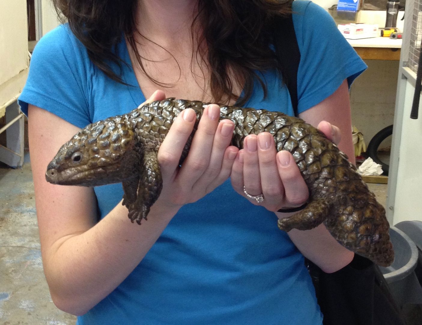 Shingleback at Reptile Gardens, South Dakota - BLUE TONGUE SKINKS