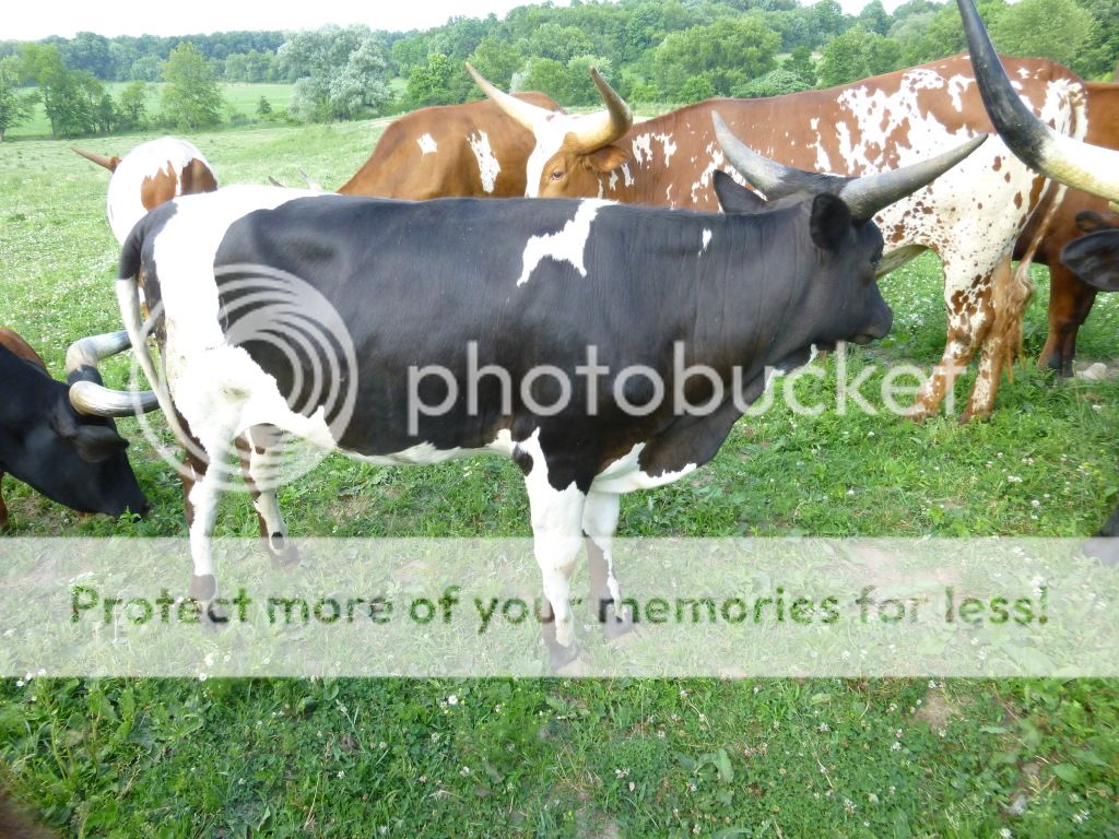 Watusi cross cattle | CattleToday.com - Cattle, Cow & Ranching Community