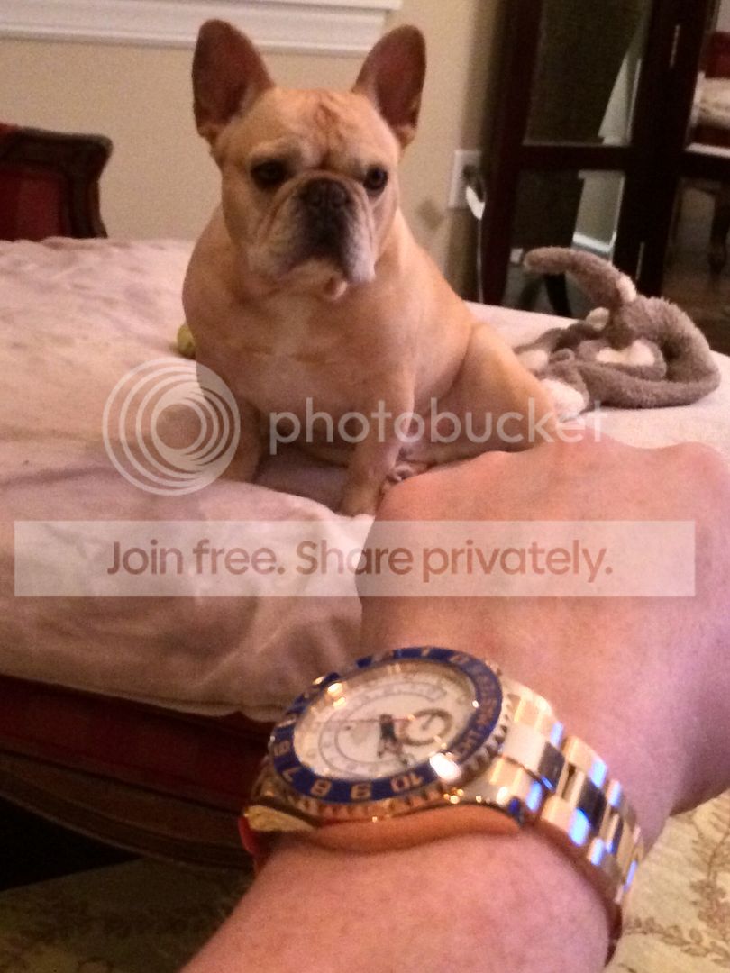 Watch and dog (or pet) thread? - Rolex Forums - Rolex Watch Forum